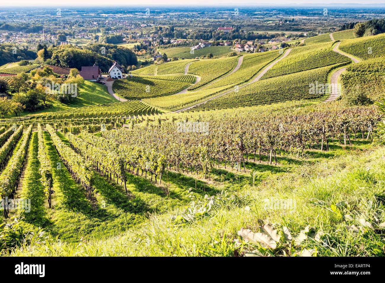 Schwarzwald vine germany hi-res stock photography and images - Alamy