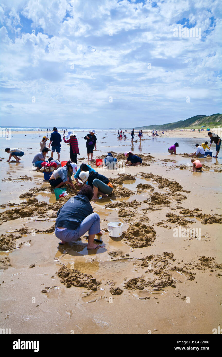 Pipi australia hi-res stock photography and images - Alamy