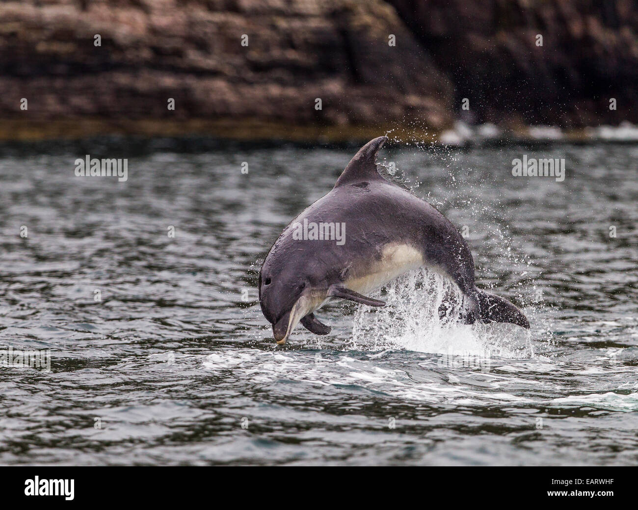 Bottlenose Dolphin breaching off the coast of Mull Stock Photo - Alamy