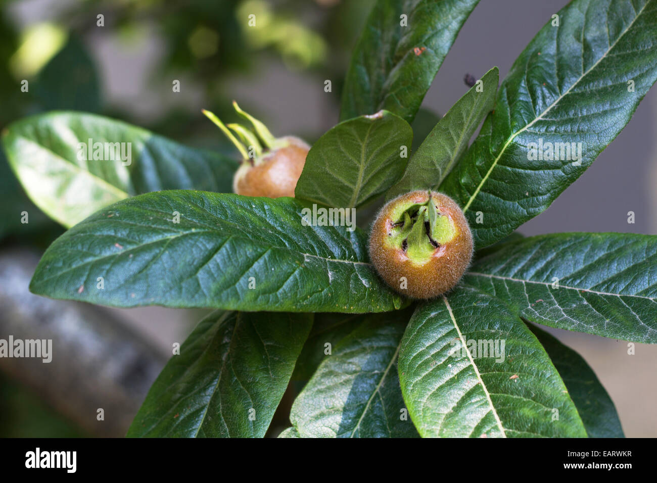medlar tree and leaves Stock Photo - Alamy