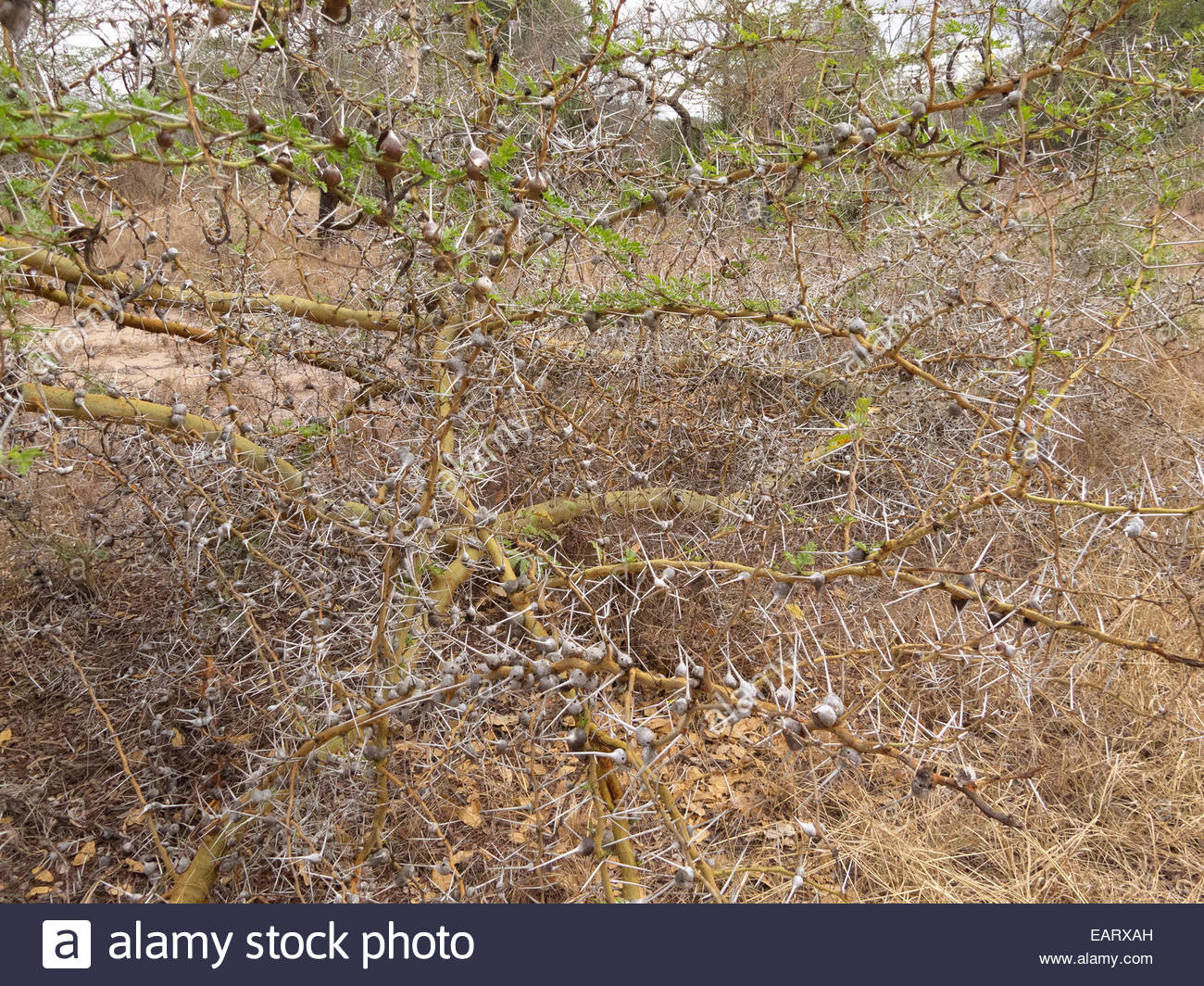 Acacia Tree Ants Stock Photos & Acacia Tree Ants Stock Images - Alamy