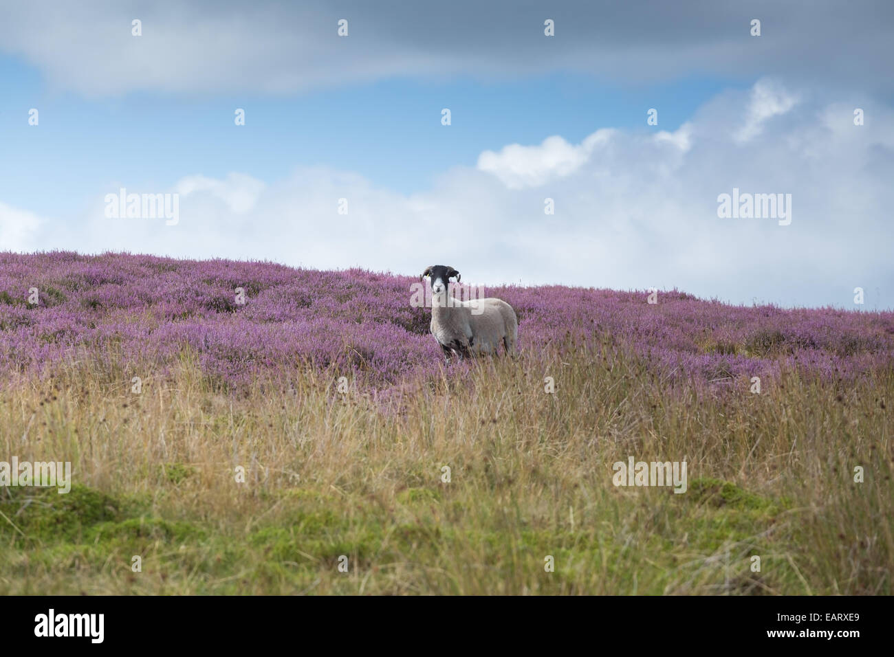 A single Rough Fell Sheep with horns stands in the heather on Trough of ...