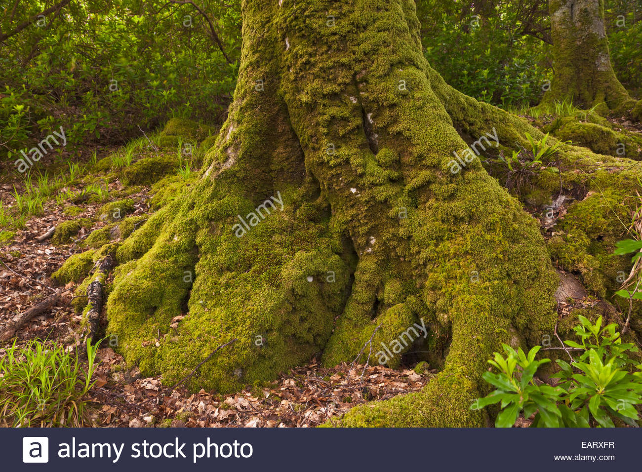 A gnarly tree meets the forest floor in Killarney National park Stock ...