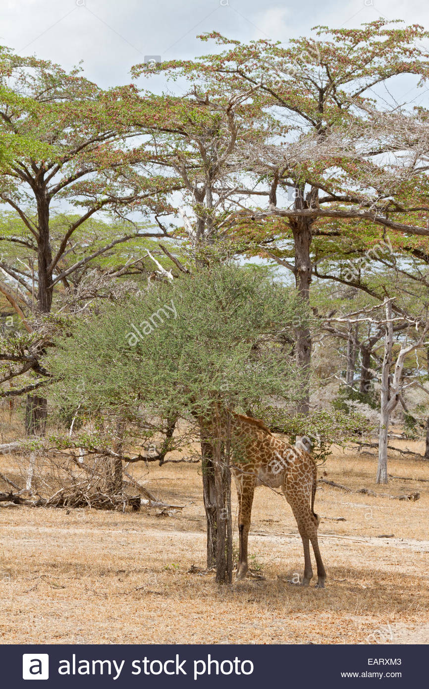Giraffe Behind Tree Stock Photos & Giraffe Behind Tree Stock Images - Alamy