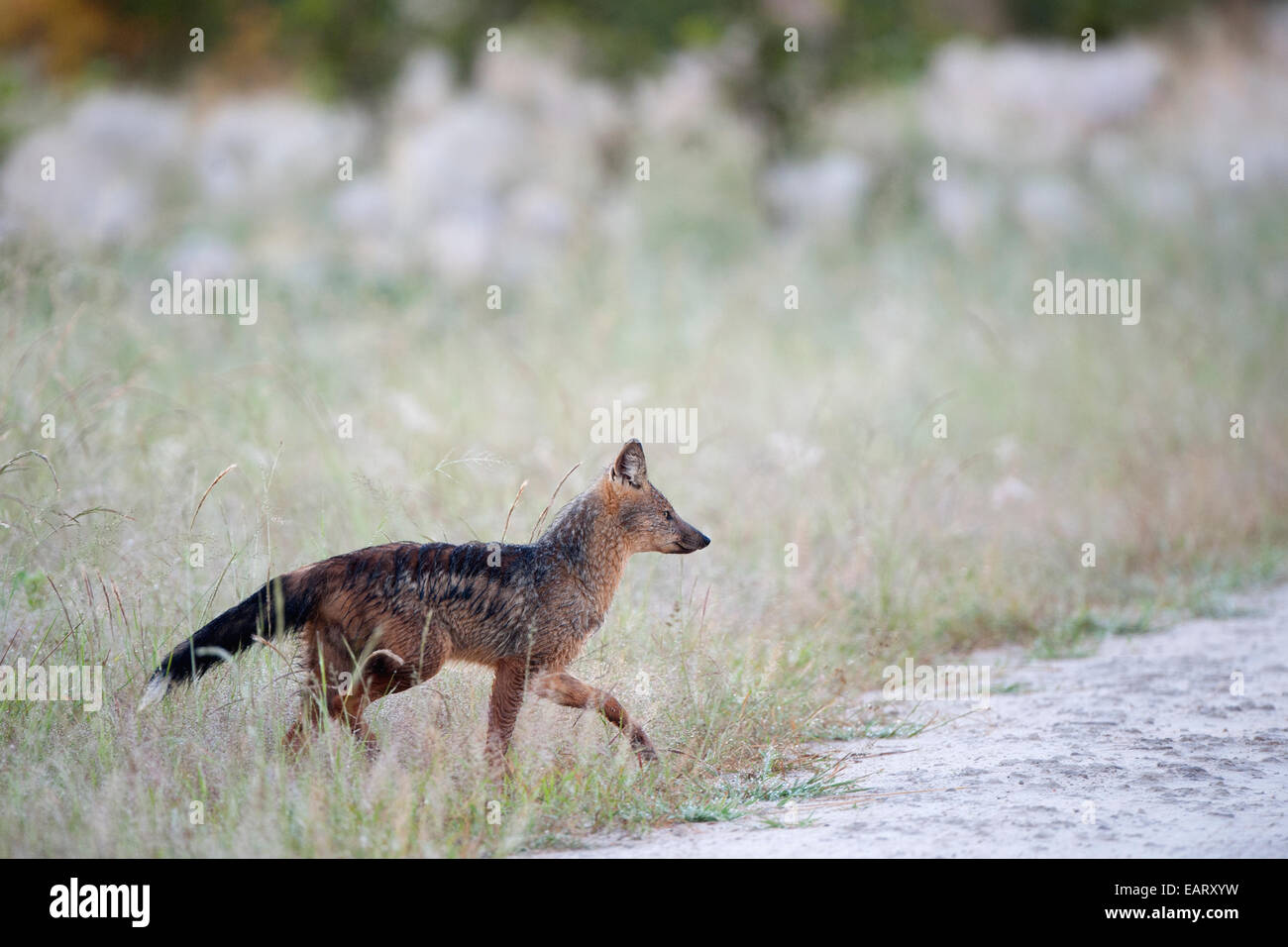 Early man hunting animals hi-res stock photography and images - Alamy