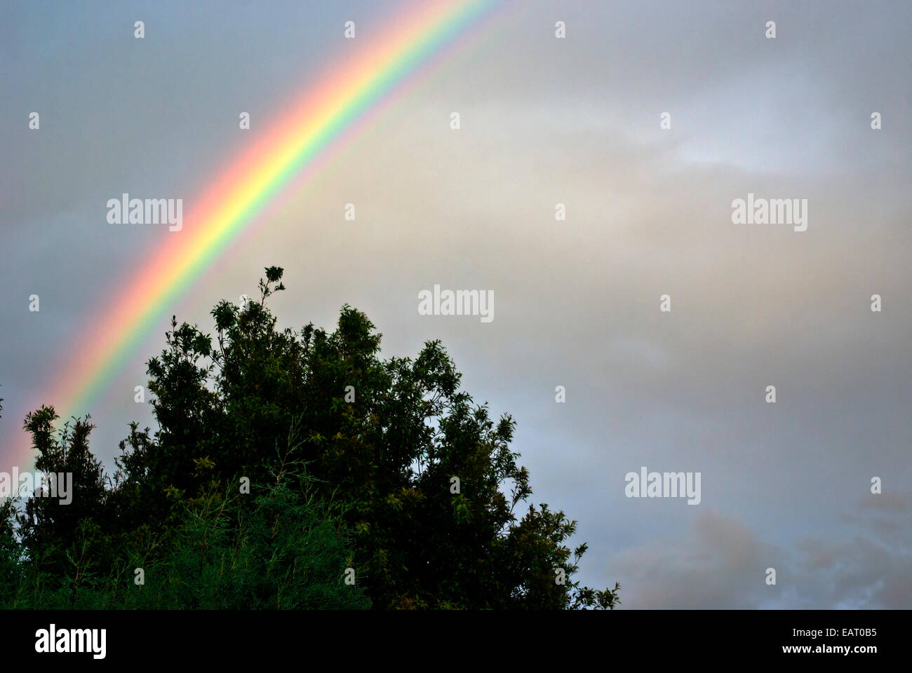 A rainbow prism crowns a poplar tree canopy after a rain storm Stock ...
