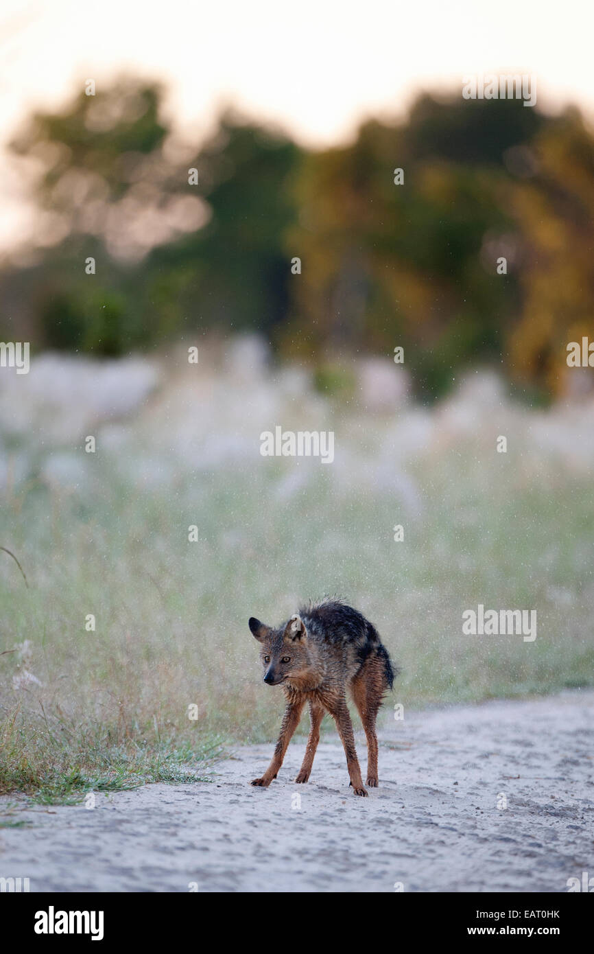 Early man hunting animals hi-res stock photography and images - Alamy