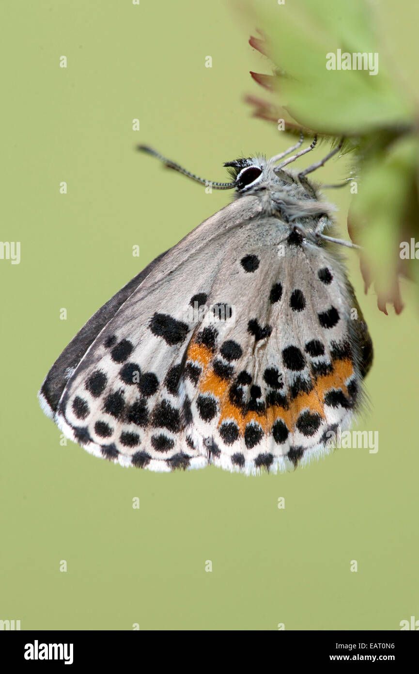 Butterflies of southern italy hi-res stock photography and images - Alamy