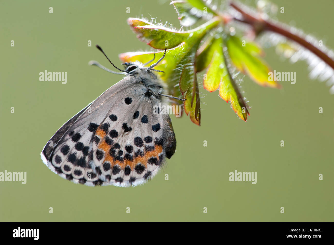 Butterflies of southern italy hi-res stock photography and images - Alamy