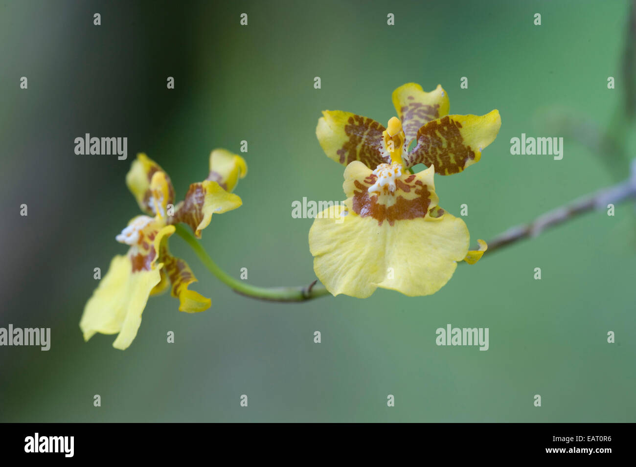 Oncidium hi-res stock photography and images - Alamy
