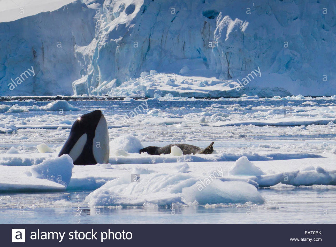 An orca whale surfaces in a hunt through pack ice Stock Photo - Alamy
