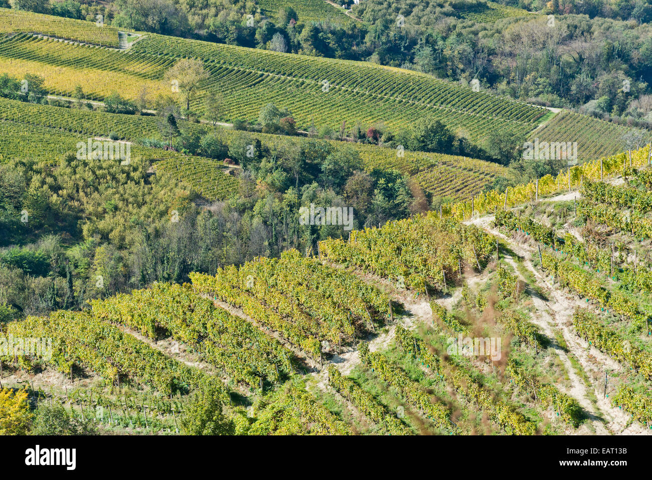 Italy,panorama of vineyards of Piedmont: Langhe-Roero and Monferrato on ...