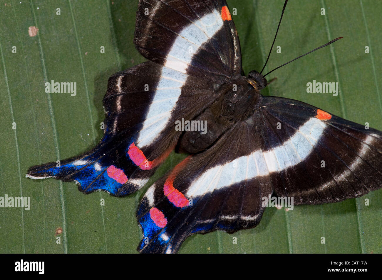Blue metalmark butterfly hi-res stock photography and images - Alamy