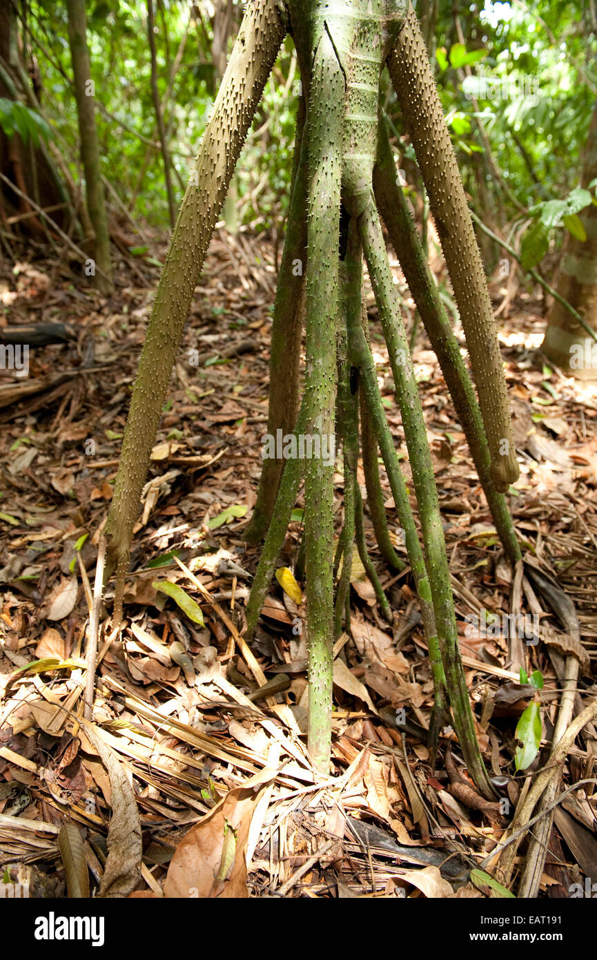 Walking Tree Fig Species Ficus sp Panama Stock Photo - Alamy