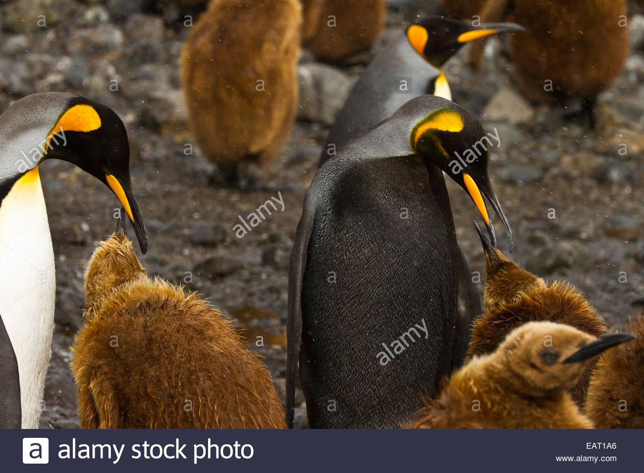 King penguin chicks are fed by adults Stock Photo - Alamy