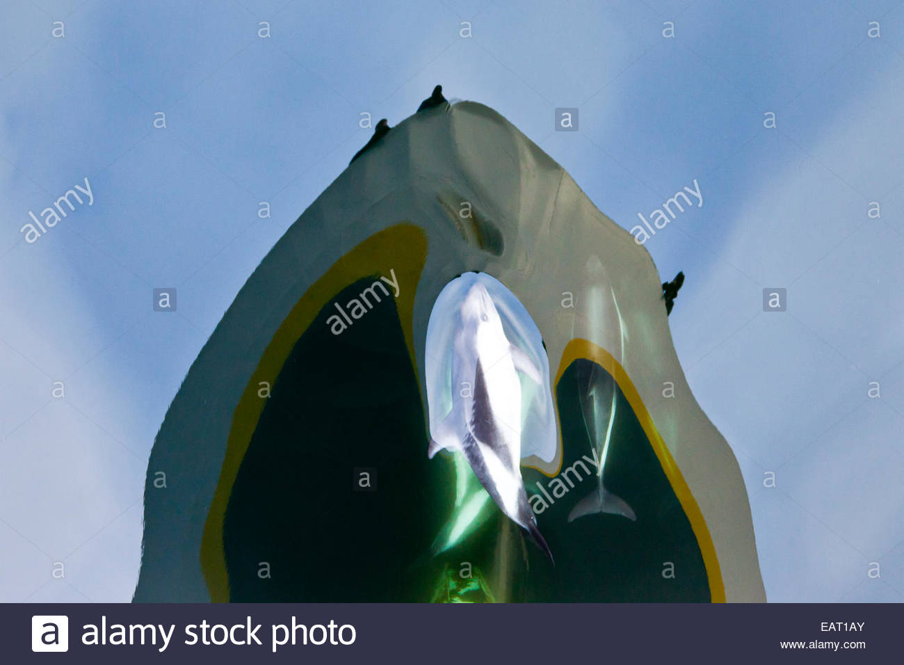 View from above of a Commerson's dolphin swimming in front of a ship ...