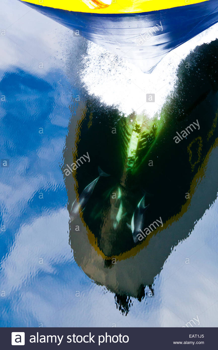 View from above of a Commerson's dolphin swimming in front of a ship ...