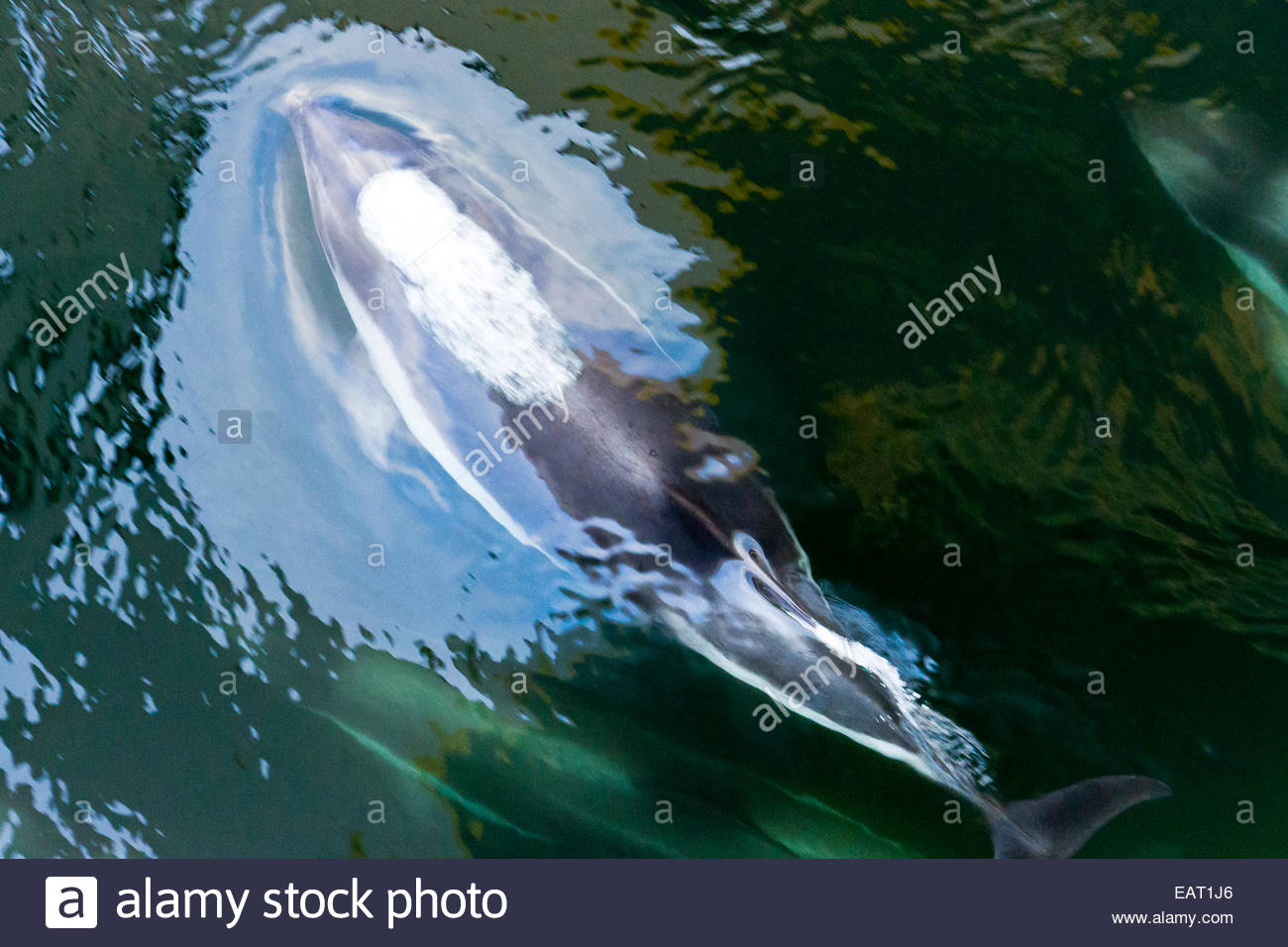 View from above of a swimming Commerson's dolphin Stock Photo - Alamy