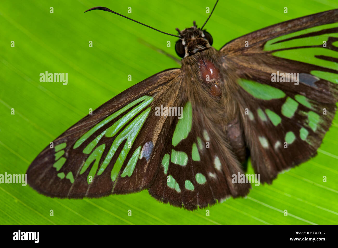 Marshall's Ghost Skipper Phanus marshalli Panama Stock Photo - Alamy