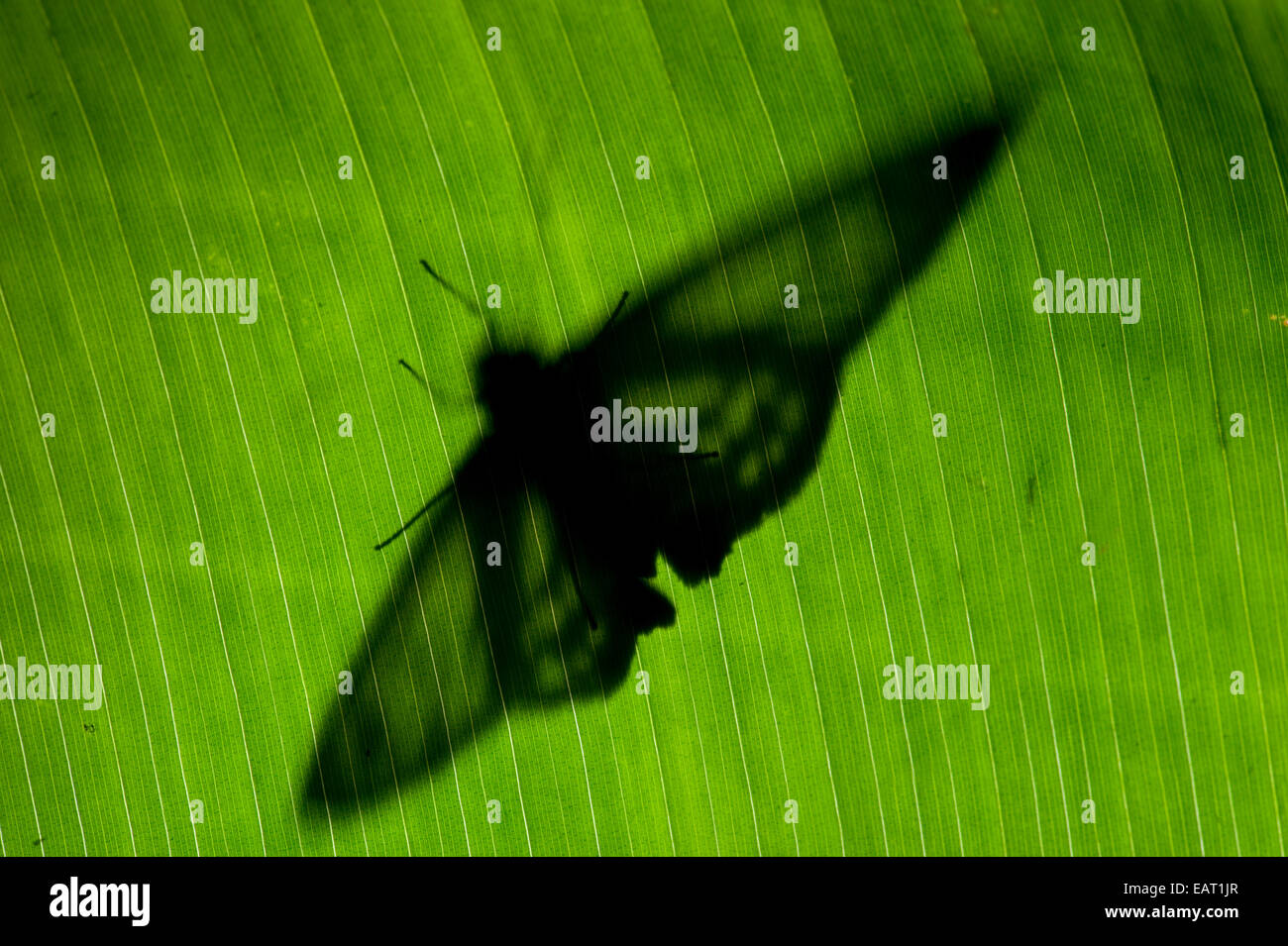 Marshall's Ghost Skipper Phanus marshalli Panama Stock Photo - Alamy