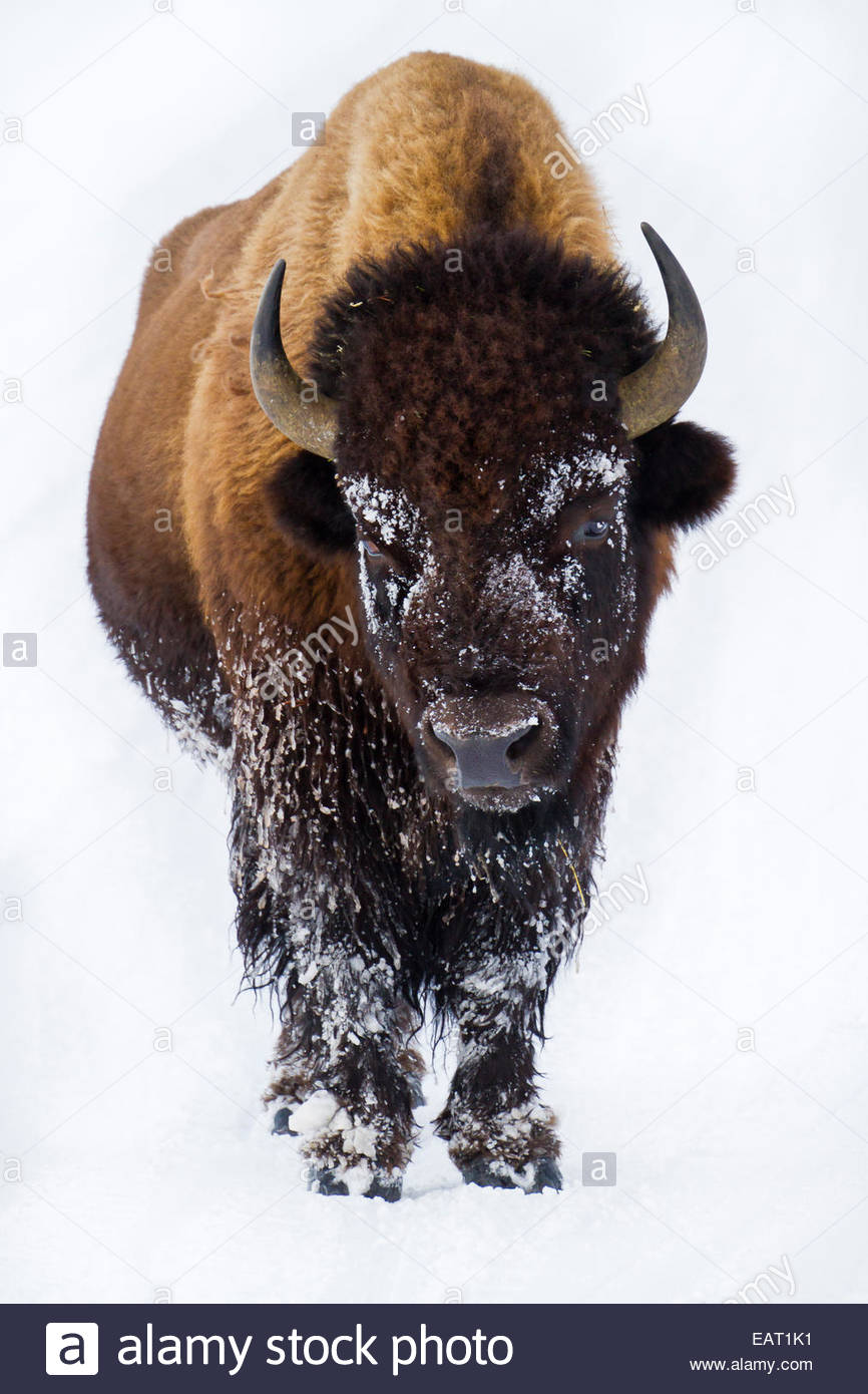 Portrait of a buffalo, Bison bison Stock Photo - Alamy