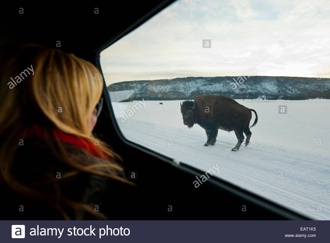 A tourist watches a buffalo in the snow from a car window Stock Photo ...