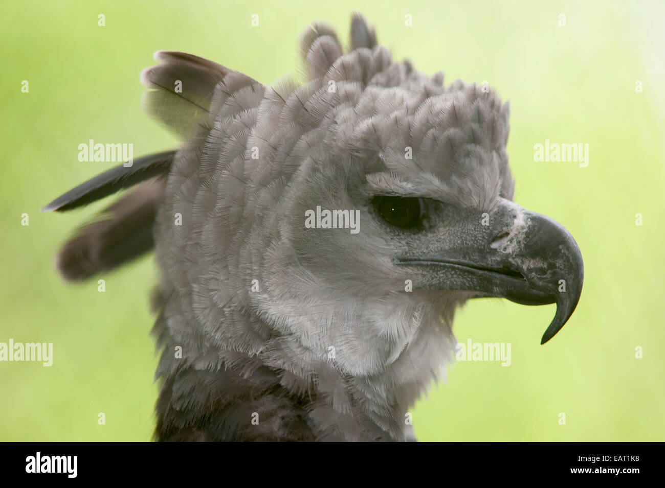 Harpy eagle harpia harpyja panama hi-res stock photography and images ...