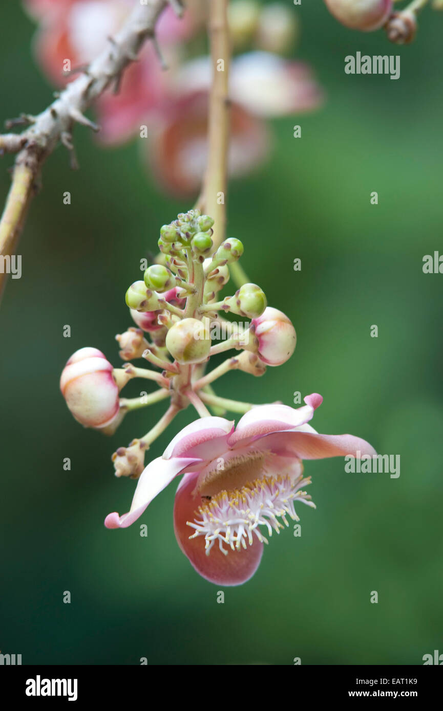 Canon Ball High Resolution Stock Photography and Images - Alamy