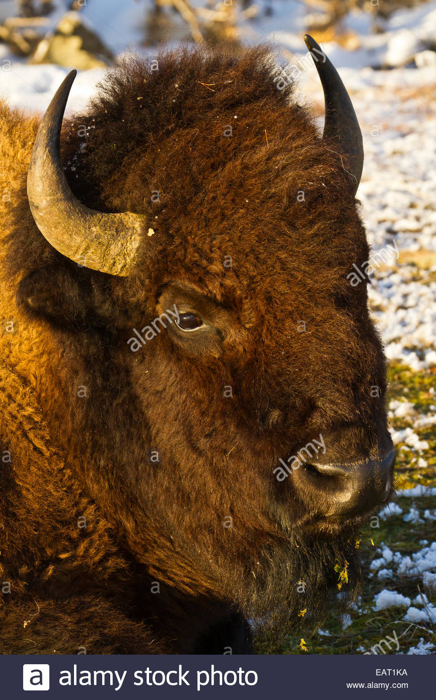 Close up portrait of an American bison's face Stock Photo - Alamy