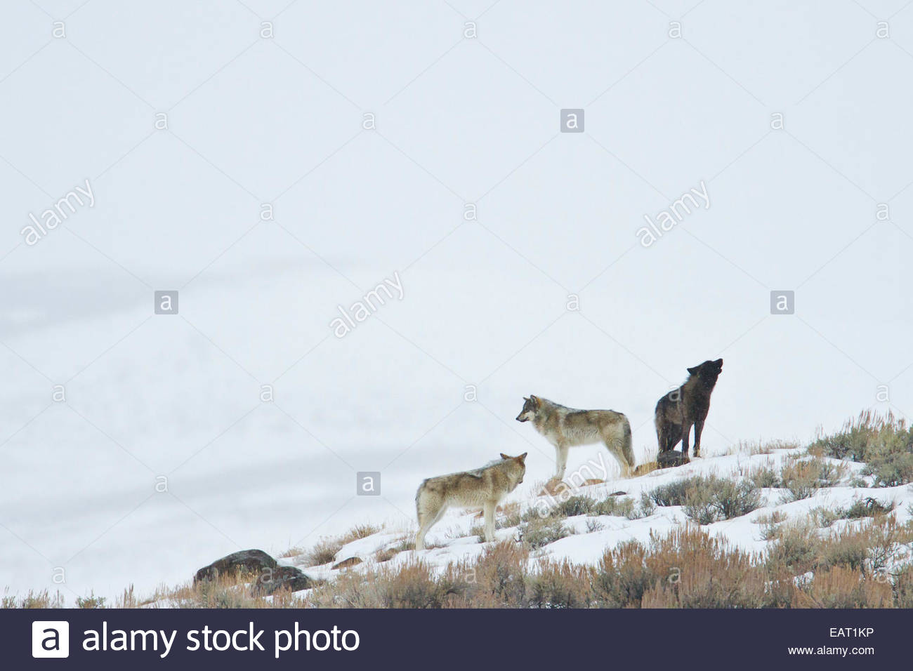 Three wolves hi-res stock photography and images - Alamy