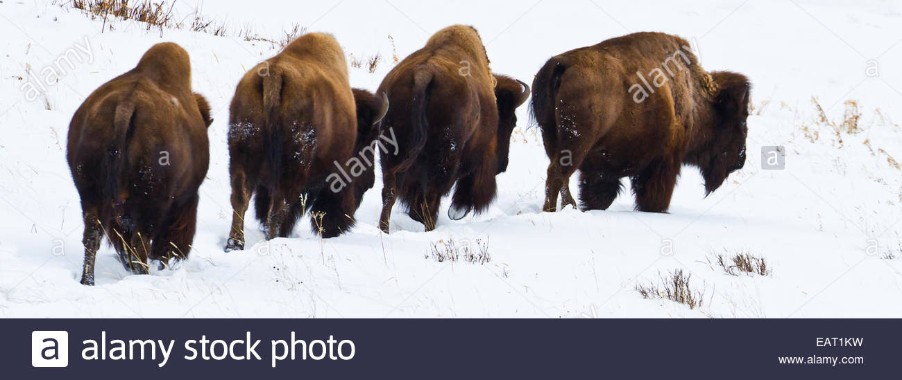 Four buffalo in a row walk through the snow Stock Photo - Alamy