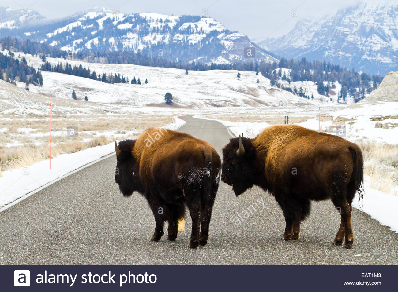 Two buffalo cross a paved road in winter Stock Photo - Alamy
