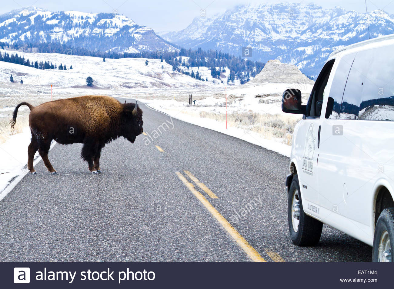 A buffalo crosses the road in front of a touring van Stock Photo - Alamy