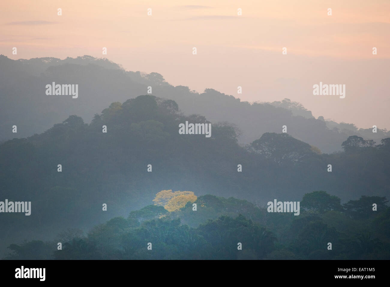 Sunrise View over Jungle Canopy Panama Stock Photo - Alamy