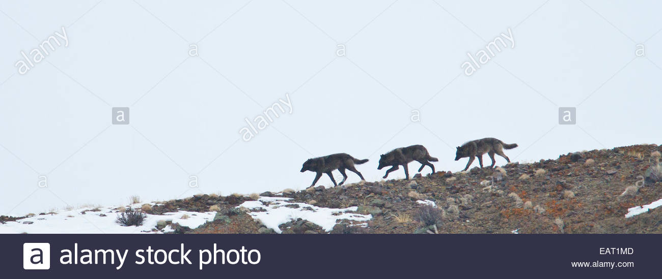 Three gray wolves walk in line on a hilltop Stock Photo - Alamy