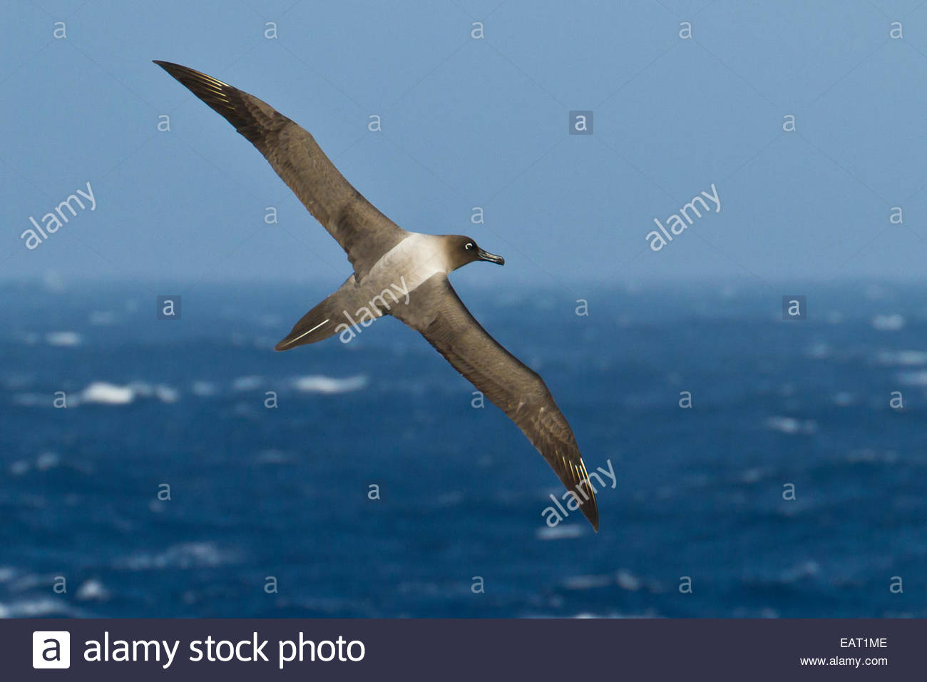 Sooty albatross soaring above people hi-res stock photography and ...