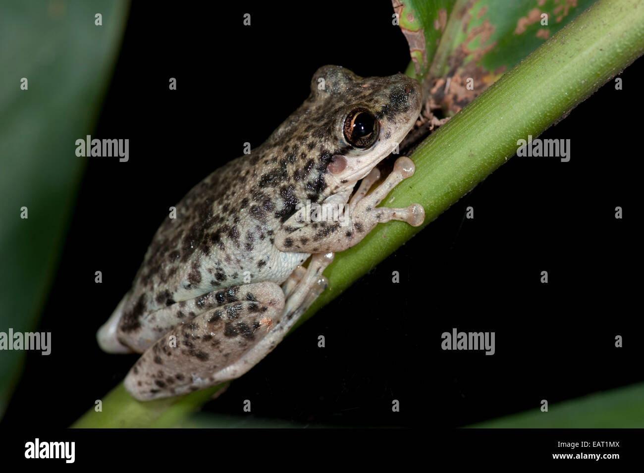 Tree Frog Leptodactylus Sp. Panama Stock Photo - Alamy