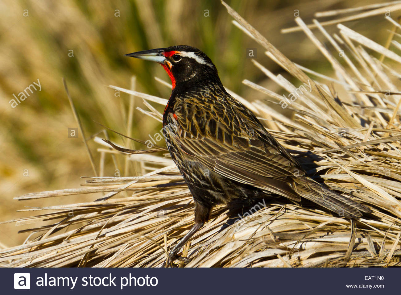 Side portrait of a military starling Stock Photo - Alamy