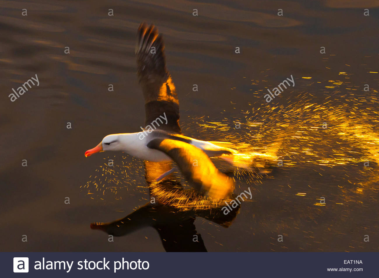 A black-browed albatross takes off from the water Stock Photo - Alamy