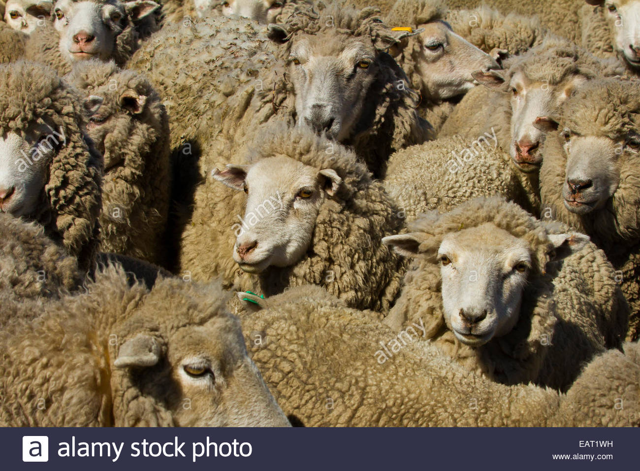 Farm sheep long large hi-res stock photography and images - Alamy