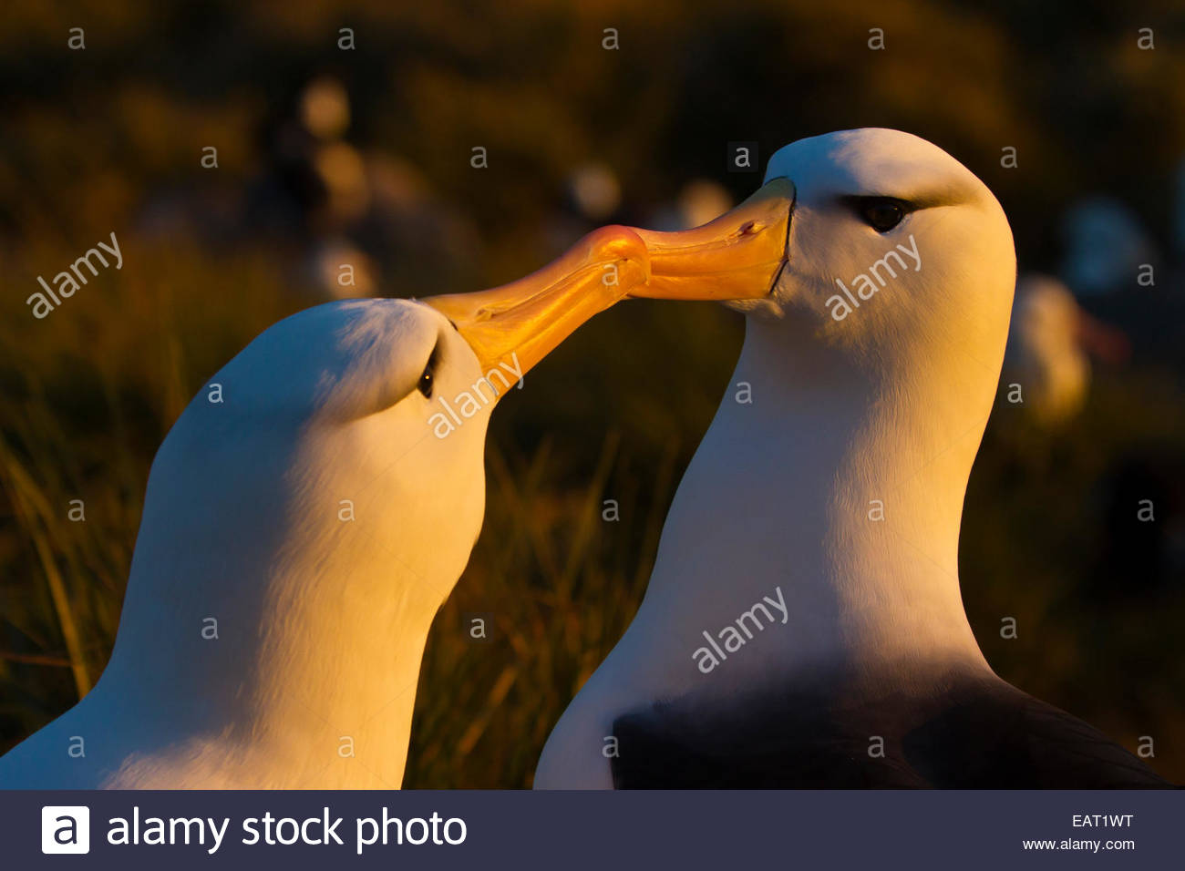 Two beaks hi-res stock photography and images - Alamy