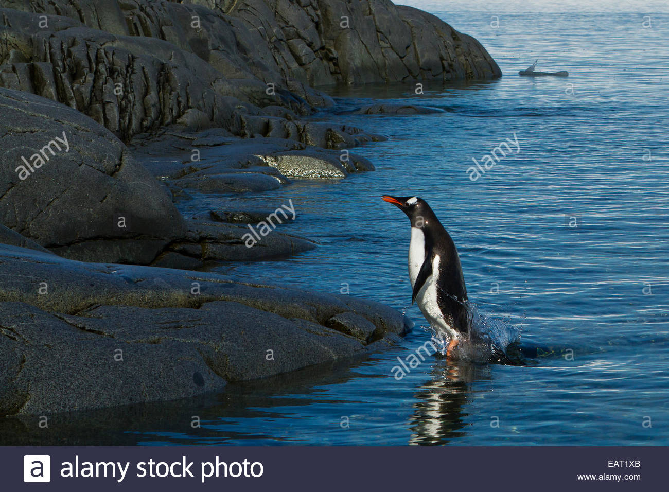 A gentoo penguin leaps from the sea to shore Stock Photo - Alamy