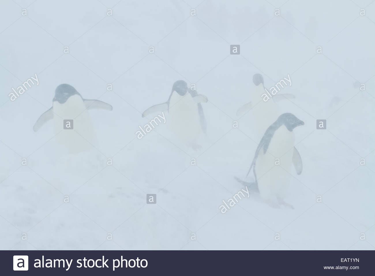 Penguins in snow storm hi-res stock photography and images - Alamy