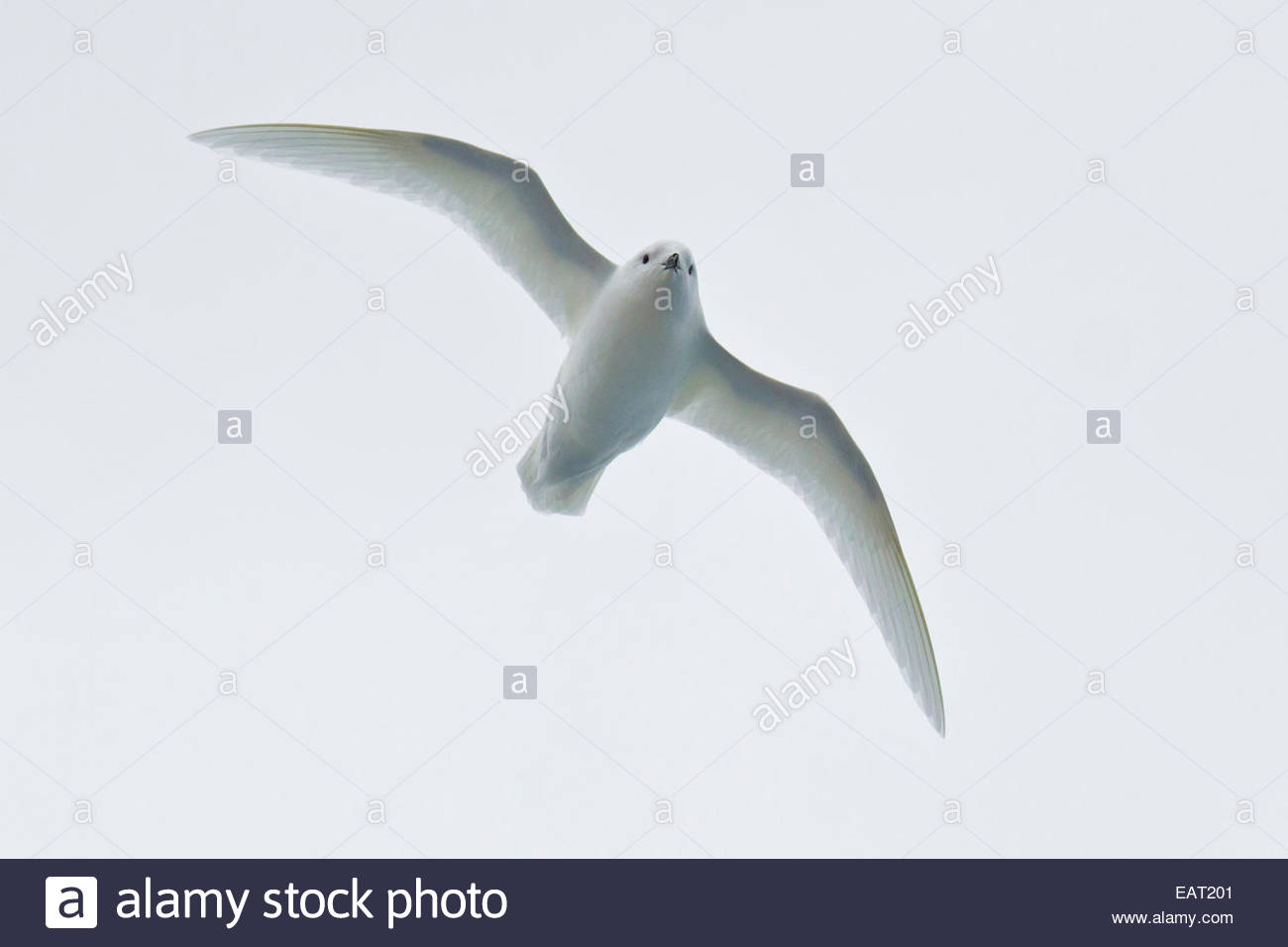 View from underneath of a snow petrel flying Stock Photo - Alamy