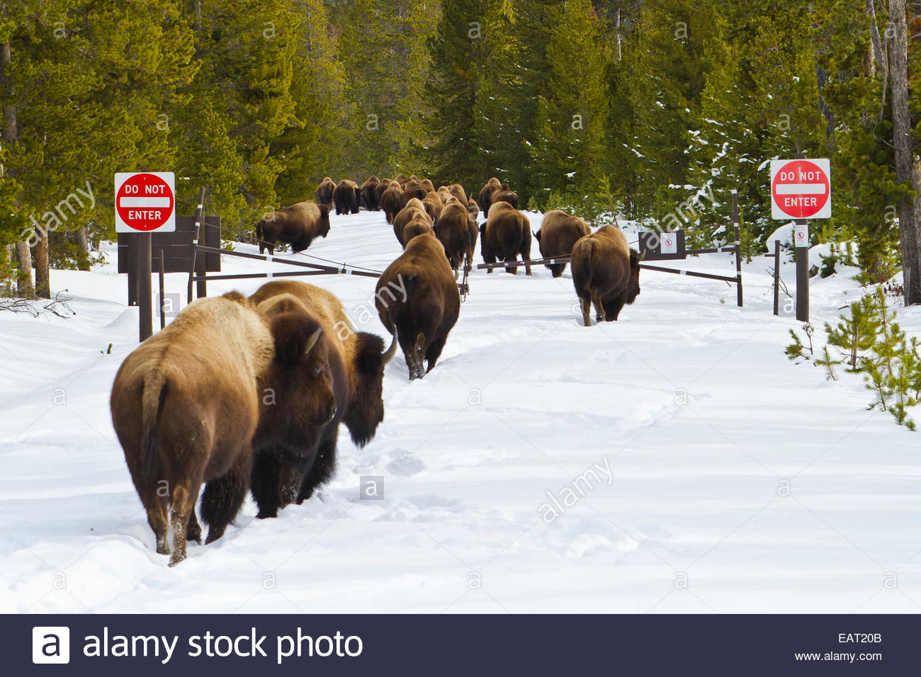Bison trek through a park road marked with 'Do Not Enter' signs Stock ...