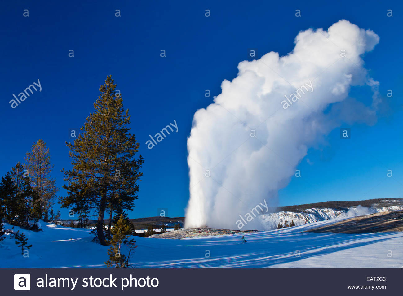 Old Faithful geyser erupts in a winter landscape Stock Photo - Alamy