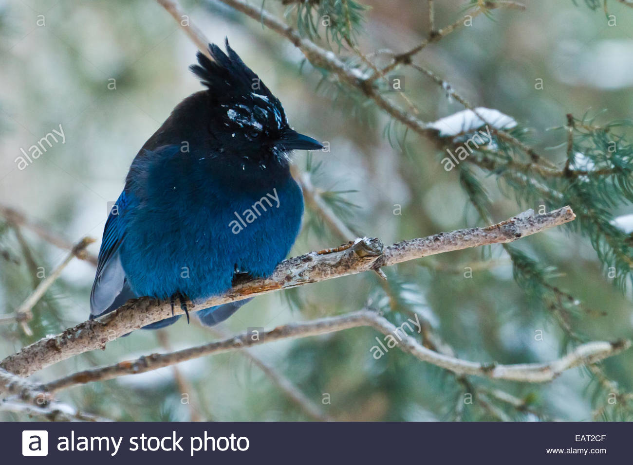 Portrait of a jay hi-res stock photography and images - Alamy