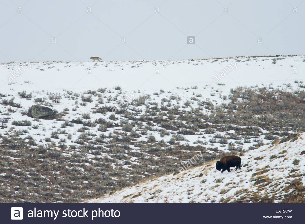 Gray wolf bison buffalo wolf hi-res stock photography and images - Alamy