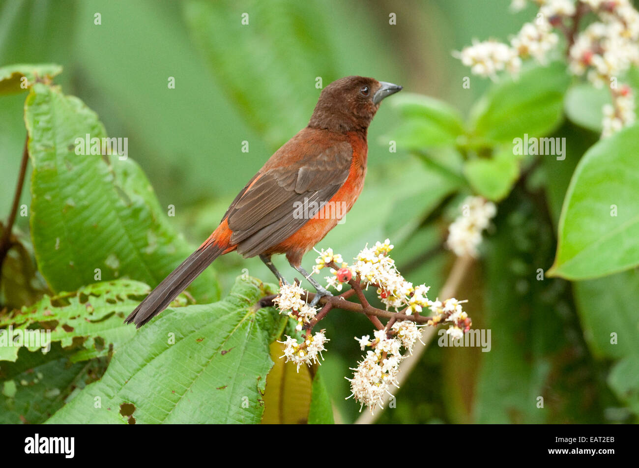 Crimson backed tanager hi-res stock photography and images - Alamy