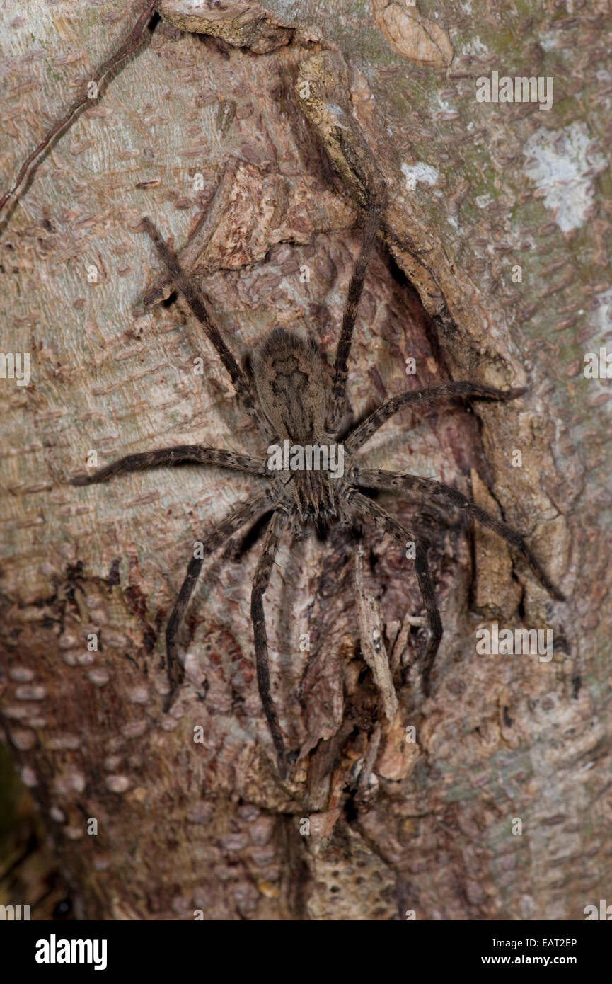 Huntsman spider. Heteropoda sp Panama Stock Photo - Alamy